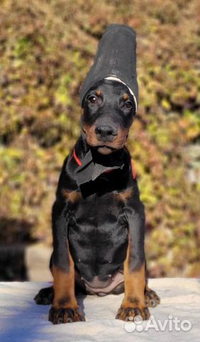 Щенки породы доберман из питомника