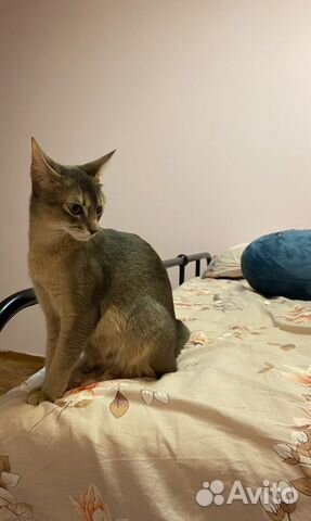 Абиссинская