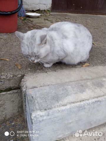 Британская кошка бесплатно