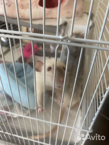 Отдам крысика, зовут Папирус, 8 месяцев