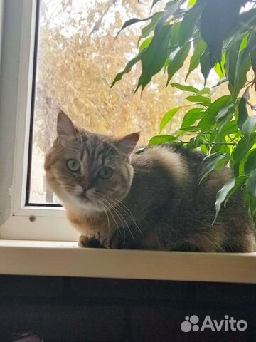 Британская кошка