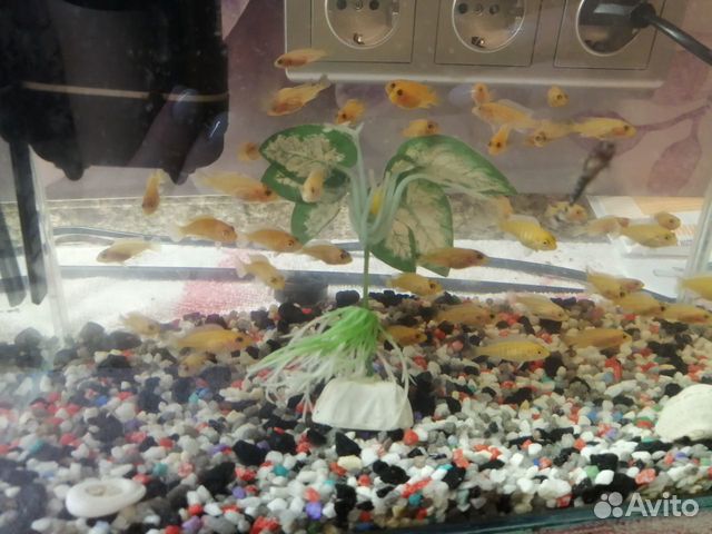 Мальки Цихлиды даром