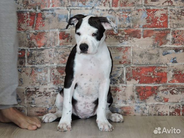 Щенки американского стаффордшир-терьера