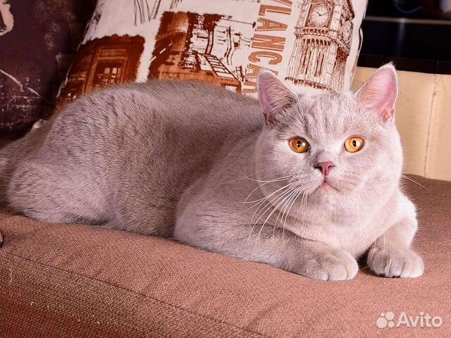 Британский котик