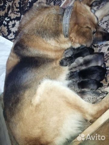 Отдаю в добрые руки замечательных щеночков