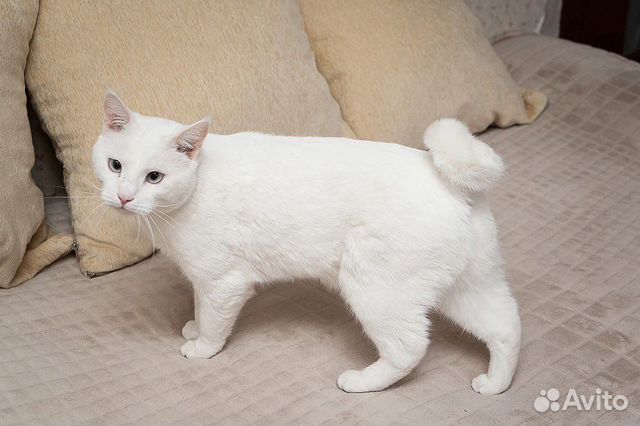 Шикарный кот Ричи ищет свой настоящий дом