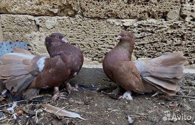 Продам голубей индийских павлинов