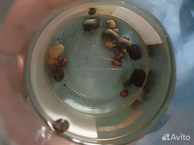 Отдам улиток