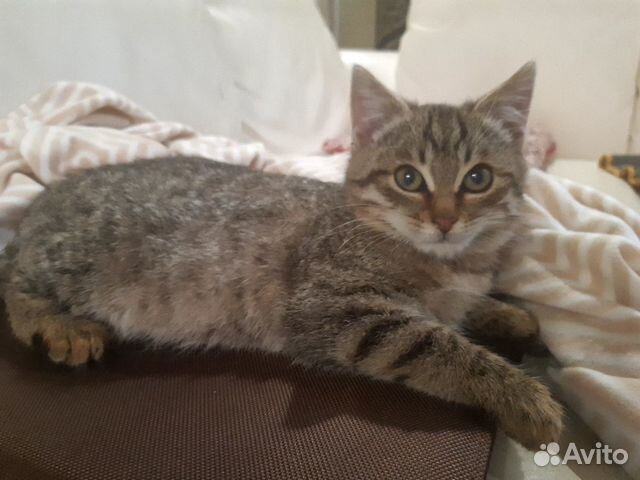 Котёнок британец