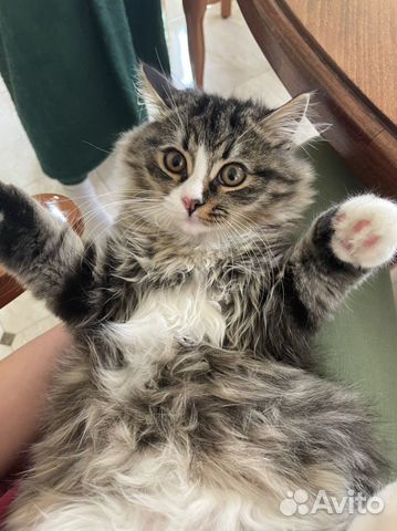 Очаровательный пушистик