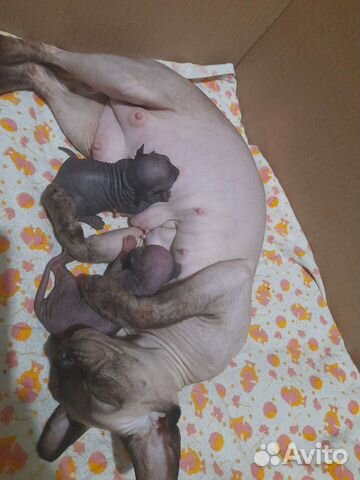 Канадский сфинкс котенок