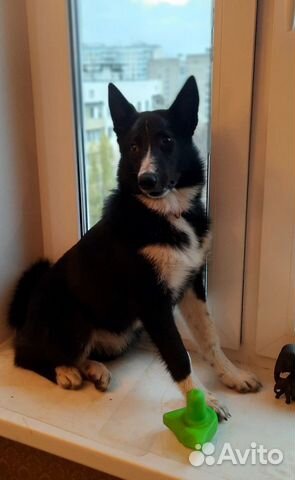 Щенок Фанни ищет дом и человека