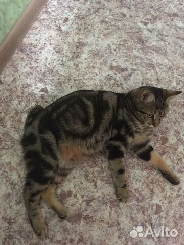 Курильский бобтейл