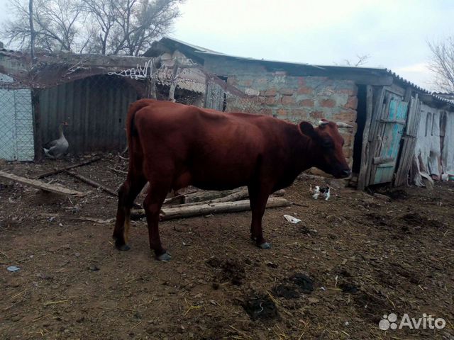 Коровы дойные молочные