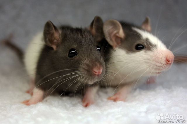 Продаются декоративные крысята