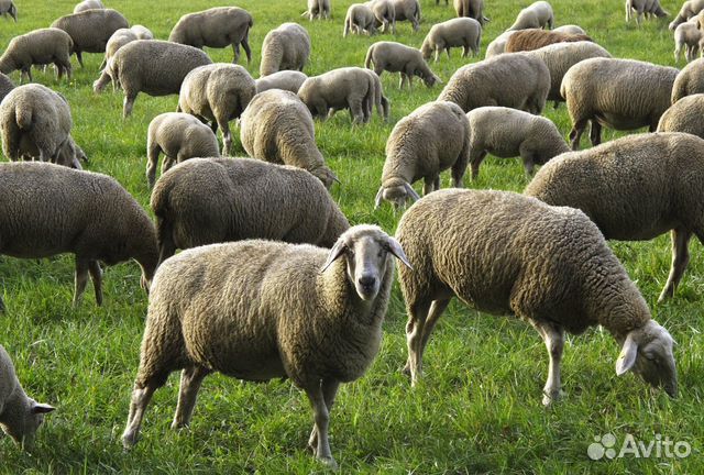 Продажа баран,овец,молодняка на мясо,на разведение