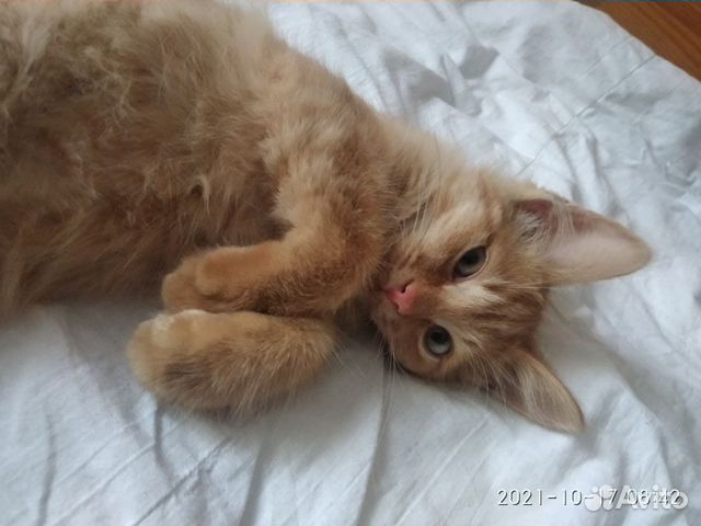 Классный рыжий котенок