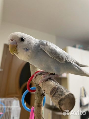 Волнистый попугай с клеткой