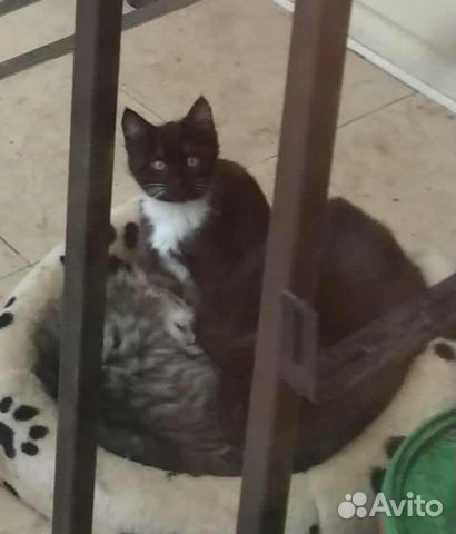 Котенок бесплатно