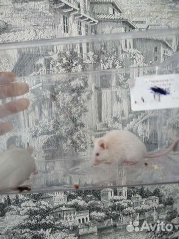 Мышки с клеткой