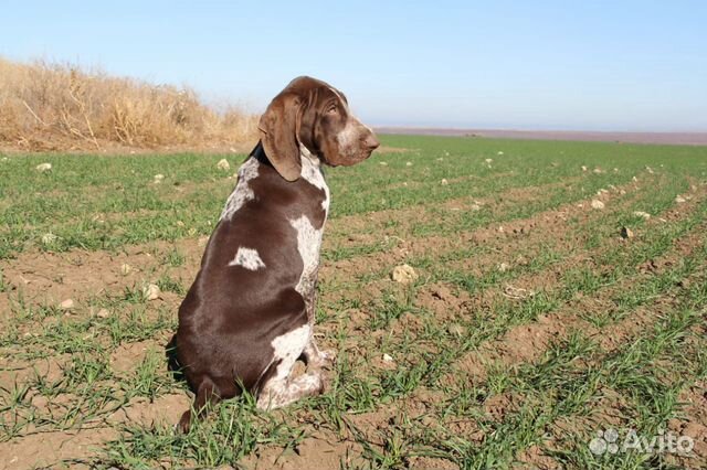Бракко Итальяно (Итальянская легавая)