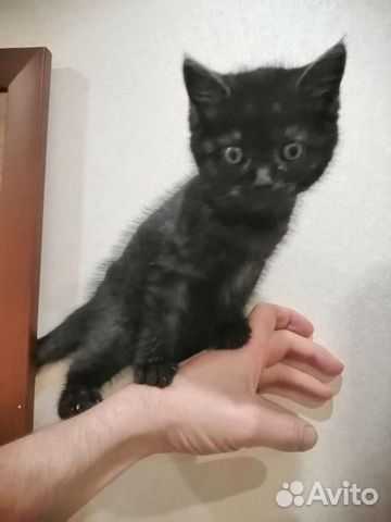 Отдам бесплатно кошечку 1.5 мес в хорошие руки
