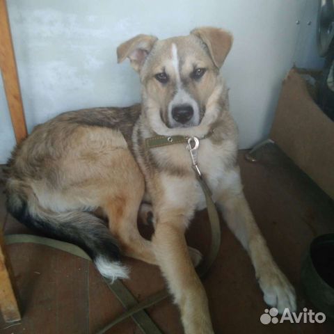 Щенок Джой, возврат около годо,кастрирован,шикарны