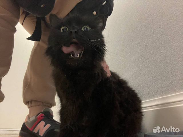 Кот