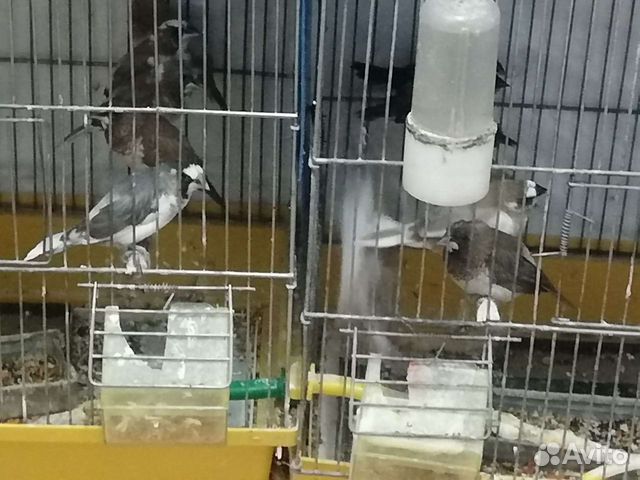 Японские амадины