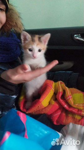 Кошка