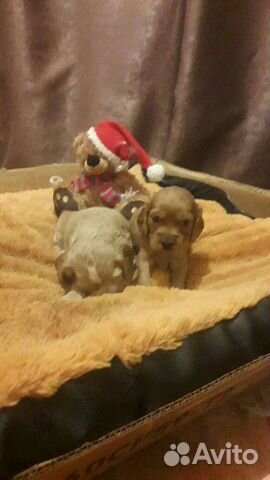 Кокер спаниель