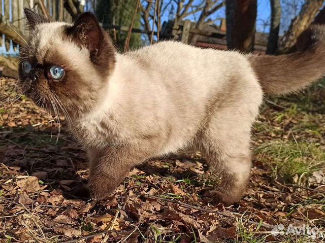 Экзотический короткошерстный мальчик