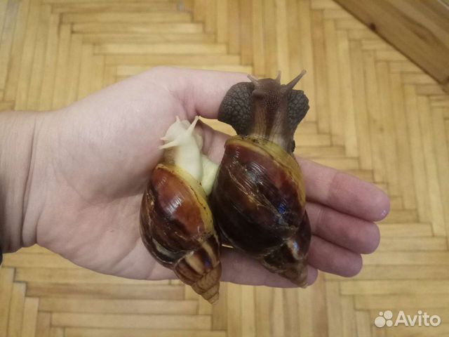 Две улитки Ахатины