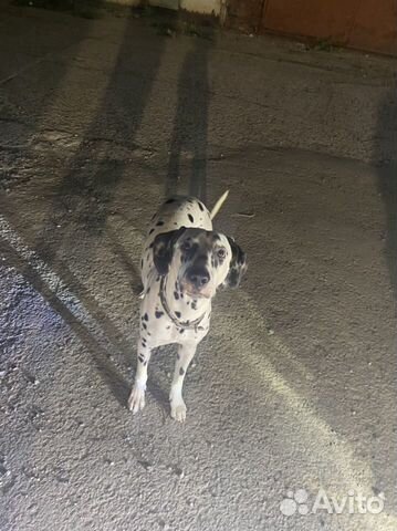 Спаривание, вязка