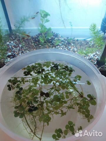 Роголистник, пистия, сальвиния, лимобиум, линденер