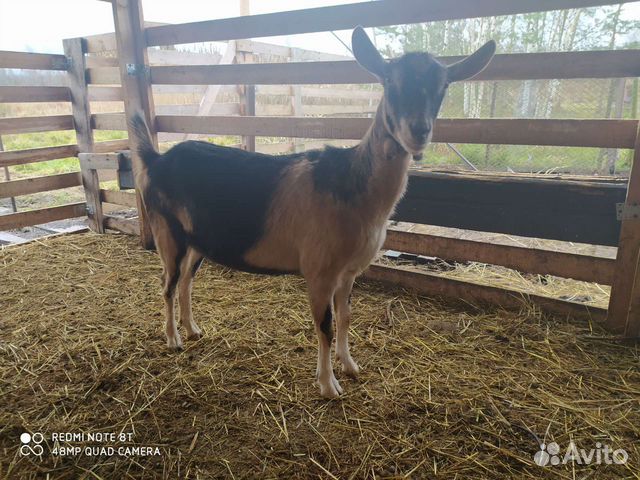 Альпийские козы, козлята