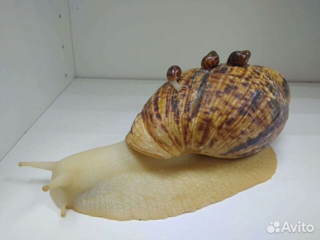 Улитки архахатины