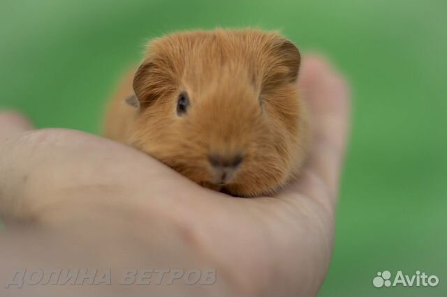 Морская свинка селф бафф самец