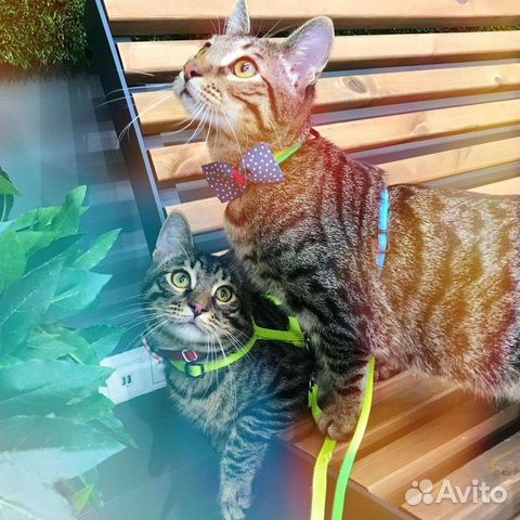 Котята в дар