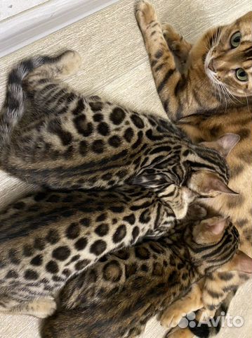 Бенгальские