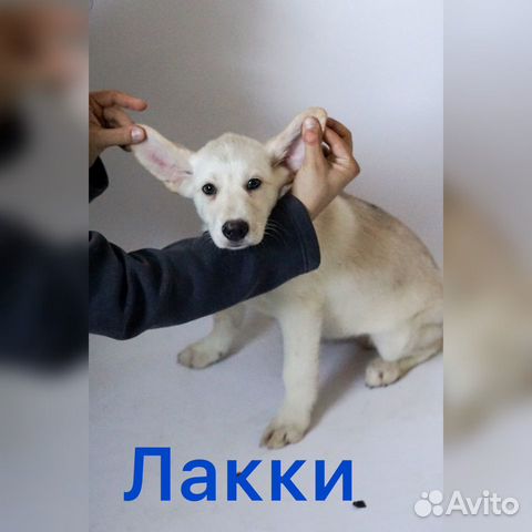 Щенки лабродоры