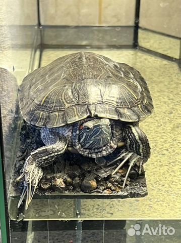 Красноухая Черепаха