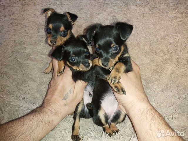 Продается Мини той-терьер, 1,5 месяца. Два мальчик