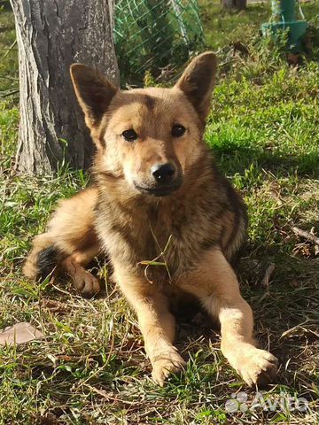 Собака в добрые руки