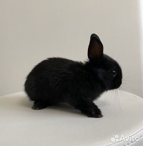 Кролик Нидерланский карликовый
