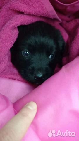 Щенки 1месяц