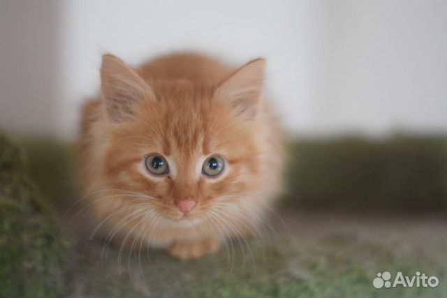 Пушистый рыжик, 2 месяца