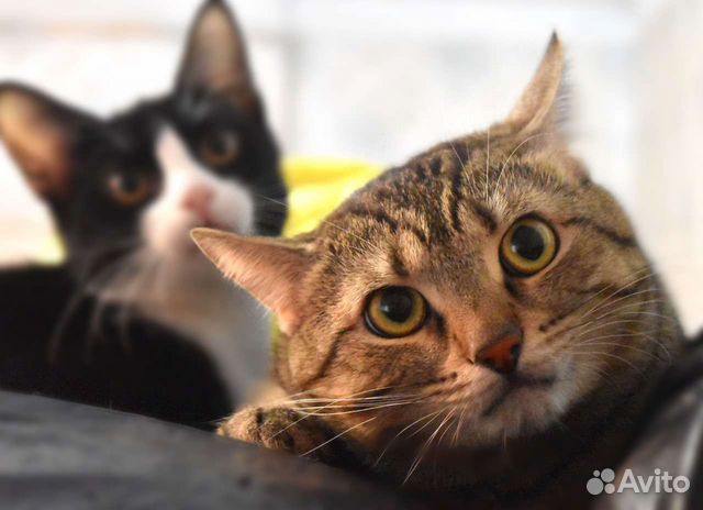 Котик в добрые руки