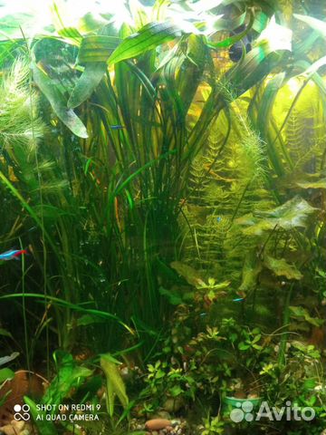 Аквариумные растения