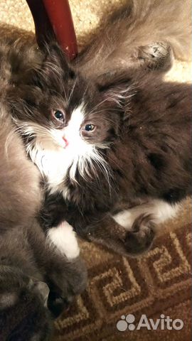 Котенок Маркизик